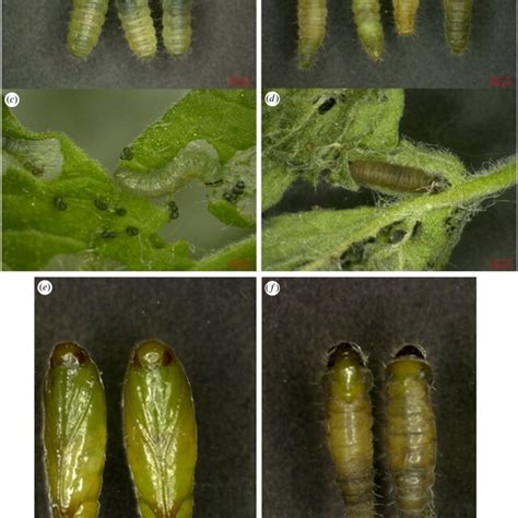 Effects Of Feeding Dskr H1 On Phenotype Of T Absoluta A Phenotype