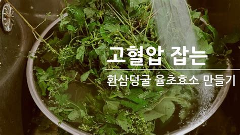 환삼덩굴효소 담그는법 Youtube