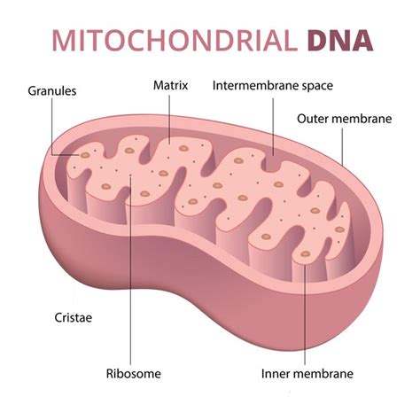 Mitochondrial Role Vectors And Illustrations For Free Download