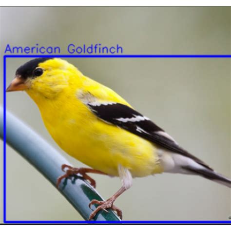 Cub 200 Bird Species Xml Detection Dataset Kaggle