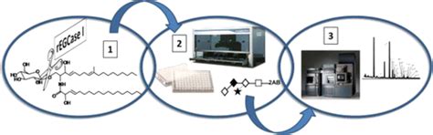 在高通量工作流中使用新型广谱内切糖苷酰胺酶对糖鞘脂聚糖进行全面分析 Analytical Chemistry X Mol