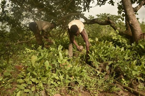 Joshua Bamidele On Linkedin Food Agriculture Farming Business