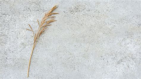 Dried Grass Stem Placed On A Textured Concrete Surface In Natural Light