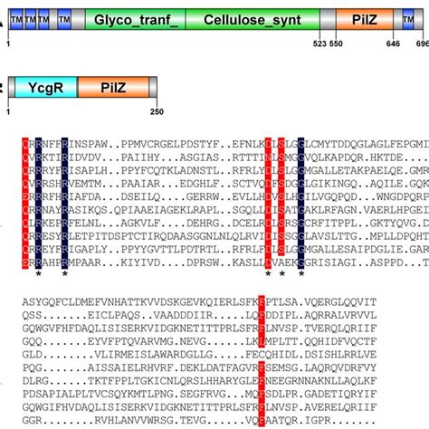 Motile And Sessile Phenotypes Of Dickeya Oryzae Ec1 And Its