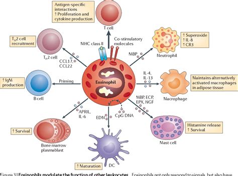 Eosinophil Low Eosinophil High Eosinophil Eosinophilia