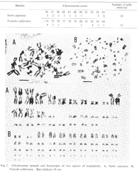 Table 1 From Karyotypes Of Two Species In The Order Torpediniformes