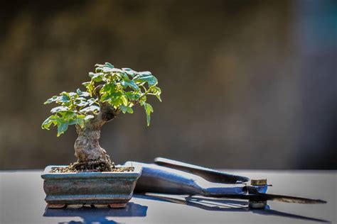 How To Grow A Bonsai Tree For Beginners