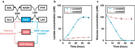 NAD NADH Dependent Redox Reaction Without Exogenous NAD A Scheme Of Download Scientific