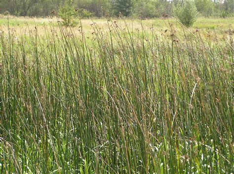 Juncus Effusus L Plants Of The World Online Kew Science