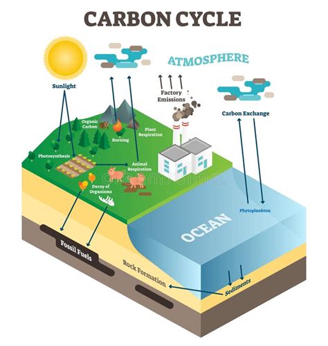 4 Earth Carbon Cycle Free Stock Photos StockFreeImages