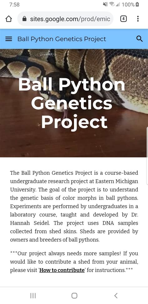 Ball Python Genetics Project Ball Pythons Morphmarket Reptile Community