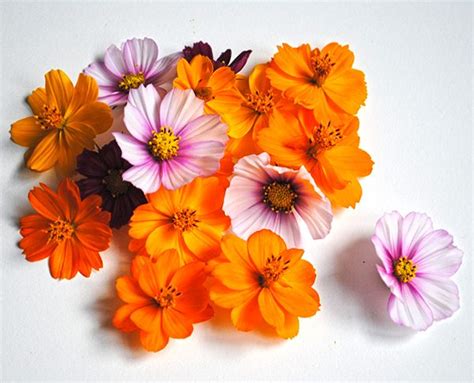 Seed Paper Full Tutorial On How To Make Seed Paper Seed Paper