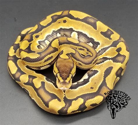 Puzzle Ball Python By Kdf Reptiles Llc Morphmarket