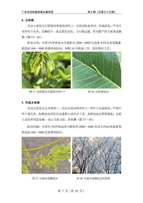 广州市园林植物病虫害监测简报（no2022 08） 实用技术 广州市林业园林科技推广服务平台
