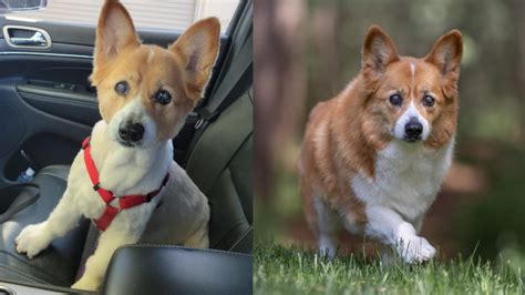 Shaving Your Corgi Is It Ever Ok Paws And Learn