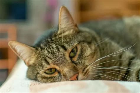 Cat Bladder Infection Puainta®