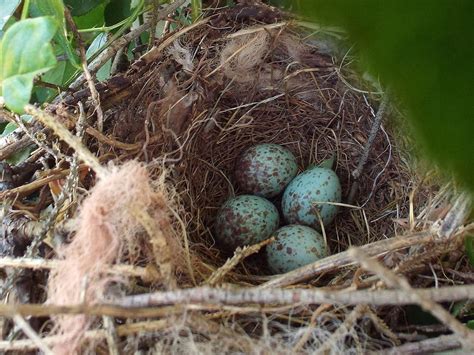 Northern Mockingbird Nesting Behavior Eggs Location Birdfact