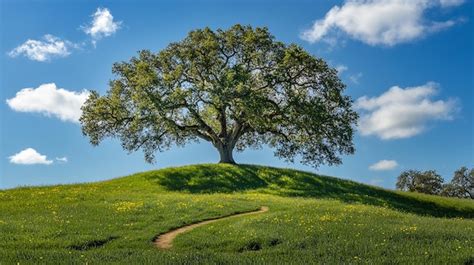 Tree Surrounding Images Free Download On Freepik