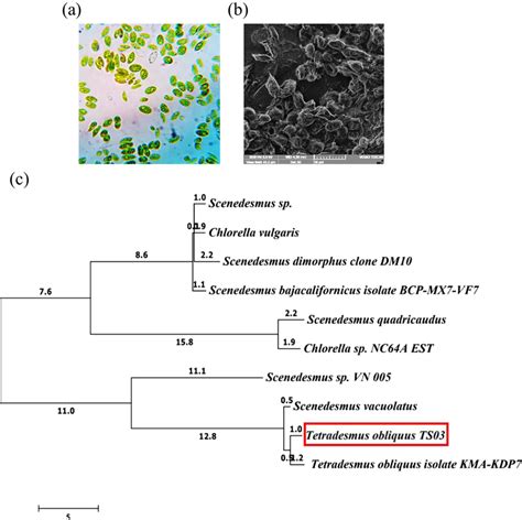 Morphology Characteristics Of Freshwater Microalga T Obliquus Ts03 A Download Scientific
