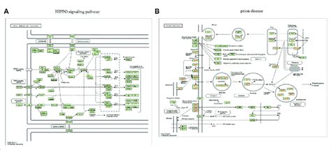 Pathview Analysis Of Degs A Pathview Pathway Map Of The Hippo Download Scientific Diagram