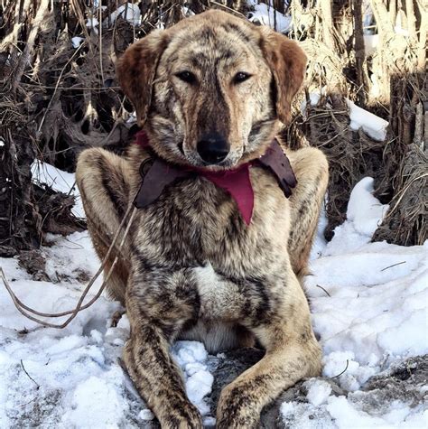 БИД ИХРҮҮД ШҮҮ ️ ️ ️ Суман Бор үржлийн газар ᠰᠦᠮᠦᠨ ᠪᠦᠷᠦ ᠦᠷᠡᠵᠢᠯ ᠦᠨ ᠭᠠᠴᠠᠺ