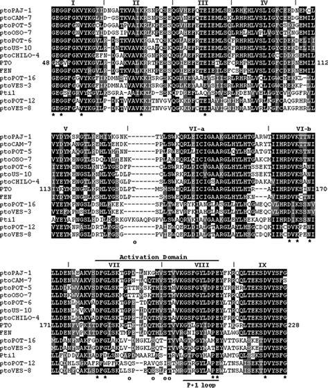 Clustal X Multiple Amino Acid Sequence Alignment Of Strawberry Stks