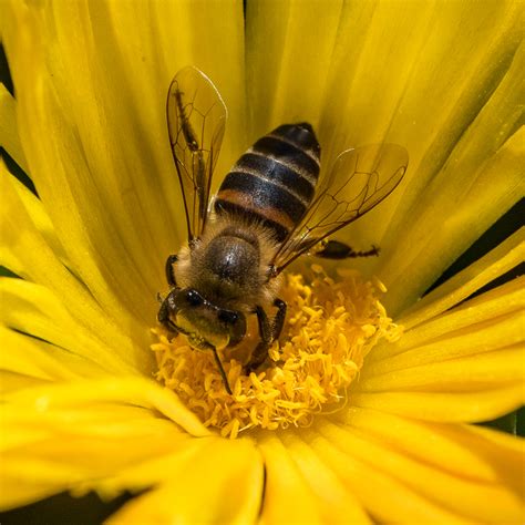 Apis Mellifera Capensis Cape Honey Bee Steenbok Nature Reserve