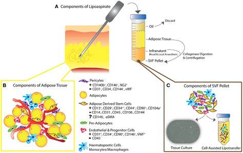 Frontiers Adipose Derived Stem Cells In Radiotherapy Injury A New
