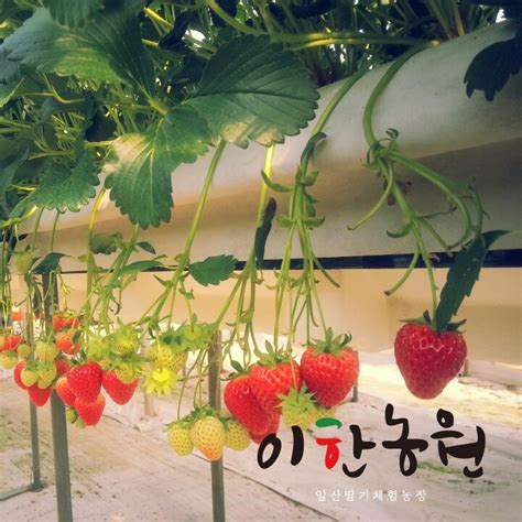 일산딸기농장 이한농원 로고작업 로고 디자인 포트폴리오 크몽