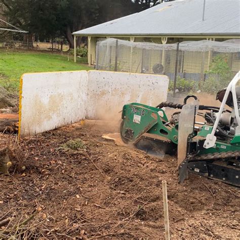 Tree Removal Near Melbourne Qualified Arborists And Tree Loppers