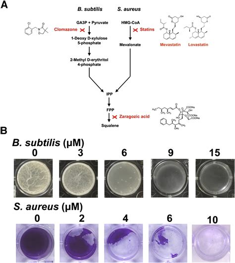 Functional Microdomains In Bacterial Membranes