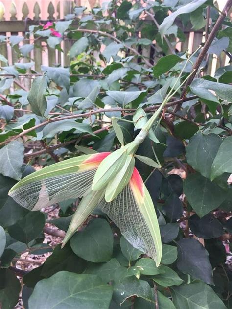 Qld Australia Whatsthisbug