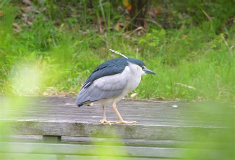 ゴイサギ 2019 05 05 日本の野鳥識別図鑑