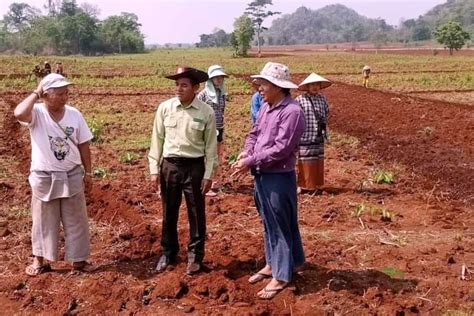 မိုးနဲမြို့နယ်၌ ဆီထွက်သီးနှံ မျိုးသန့်ပွား မြေပဲစိုက်ခင်း စတင်စိုက်ပျိုး Information And