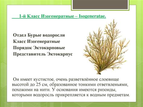 Бурые водоросли - презентация онлайн