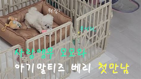 Episode1 베리첫날아기 강아지와 사랑앵무의 첫 만남 Youtube