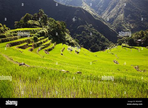 Rice Terraces Batad Ifugao Province Northern Luzon Philippines Stock