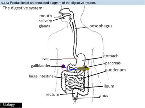 S6 1 Digestion And Absorption Diagram Quizlet
