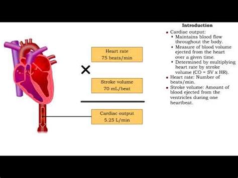 How Come Cardiac Output Increase During Exercise Fitness NoahStrength Com