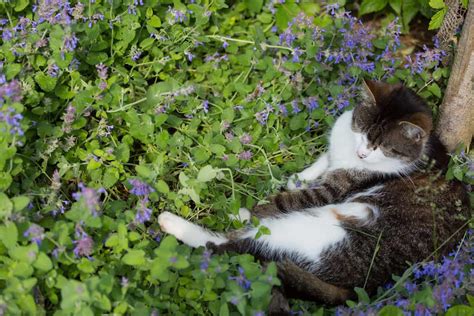 Is Catnip Perennial Or Annual