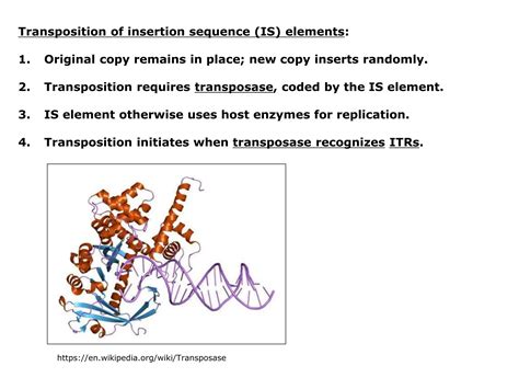 Transposable Elements In Prokaryotes Ppt