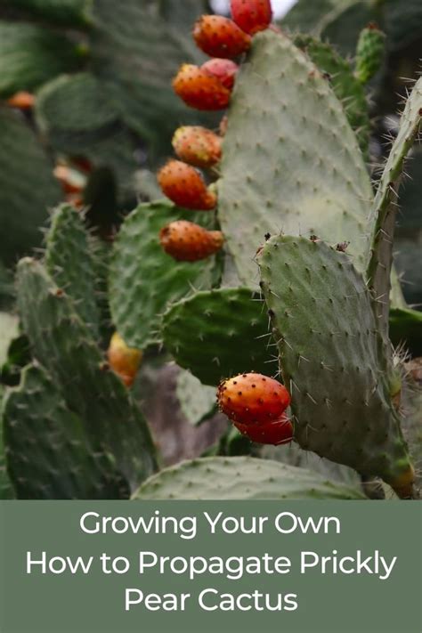 Growing Your Own How To Propagate Prickly Pear Cactus