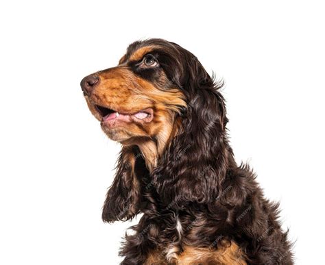 Perro Cocker Spaniel Inglés Marrón Aislado En Blanco Foto Premium
