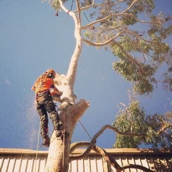 Tree Removal Newcastle Port Stephens Lake Macquarie Hunter Valley