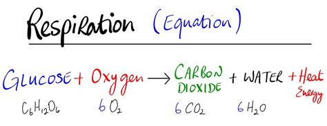 Word Equation For Respiration