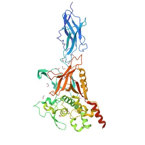 Rcsb Pdb 9mdo Crystal Structure Of Y559a Prosegment Binding Loop