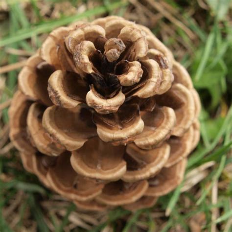 Examples Of Angiosperms And Gymnosperms