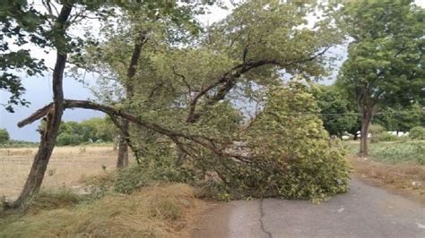 Jharkhand पलामू में पेड़ गिरने से महिला की मौत छह अन्य घायल प्रतिबंधित टीएसपीसी के दो सदस्य