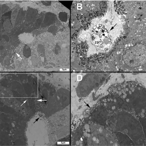 Comparison Of Apicomplexan Parasites Download Scientific Diagram