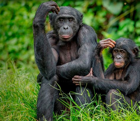 Бонобо: описание, где обитает, чем питается, сколько живет